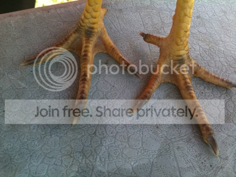 Black colored leg scales on one welsummer, black toenails on all of ...