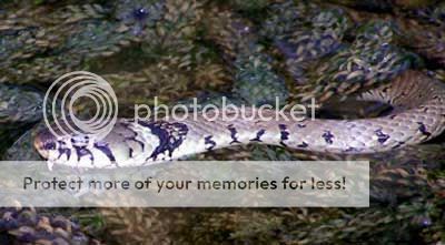 About the Grass snake France