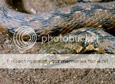 Viperine snake France