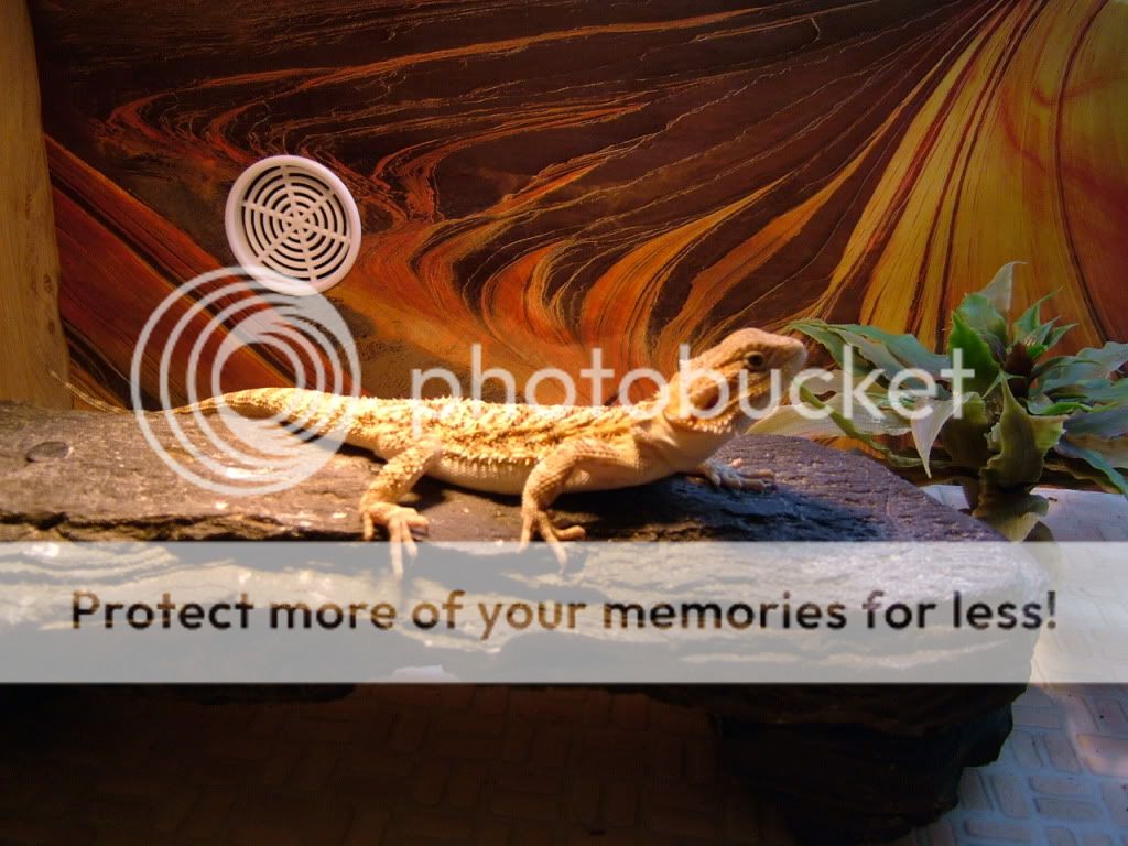 Vivexotic viv and cabinet North East | Reptile Forums