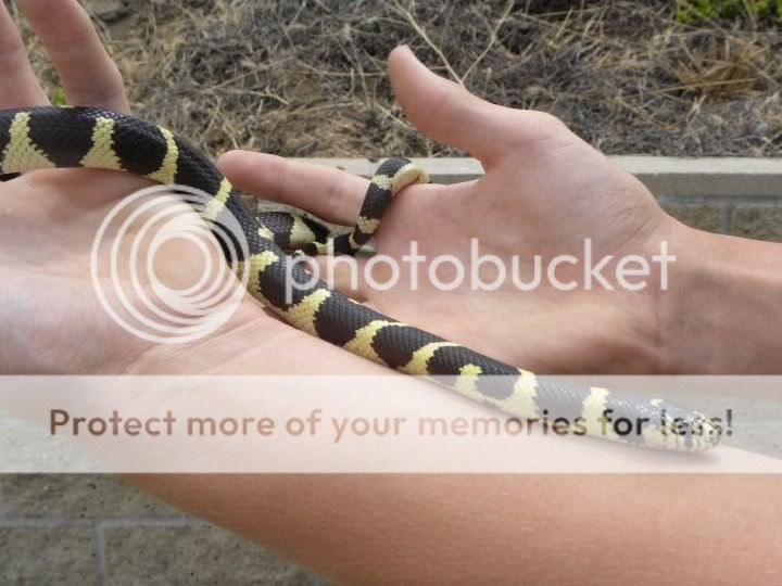 California Kingsnake Morphs - Page 2 - Field Herp Forum