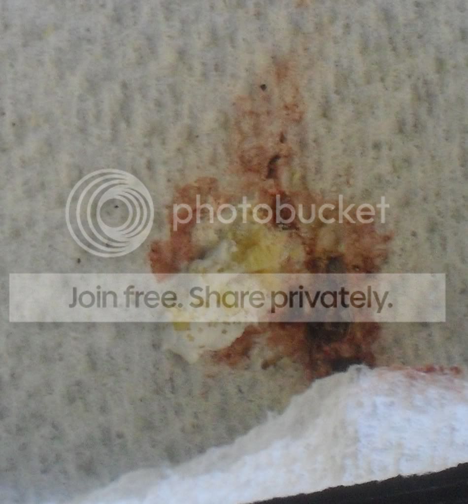 Bloody Poop? | Reptile Forums