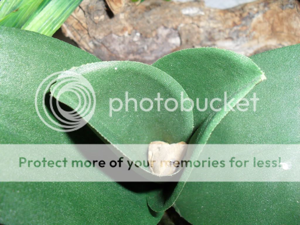 Lizard sleeping positions | Page 3 | Reptile Forums